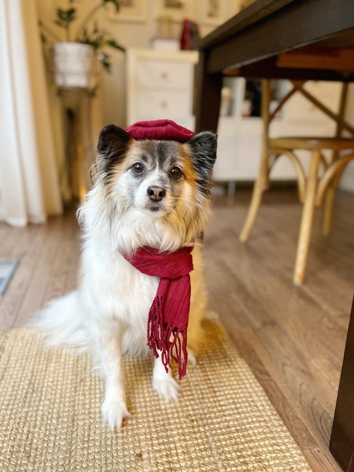 EASY DIY Dog Costume for Swifties – Nourish Through Movement